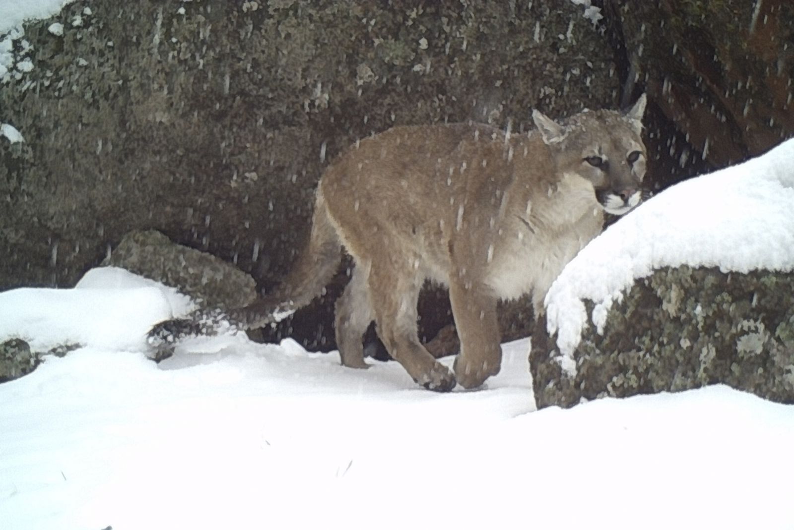 Wild Felid Association